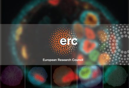 Paskelbtas „ERC Consolidator Grant 2026“ kvietimas - Europos horizontas
